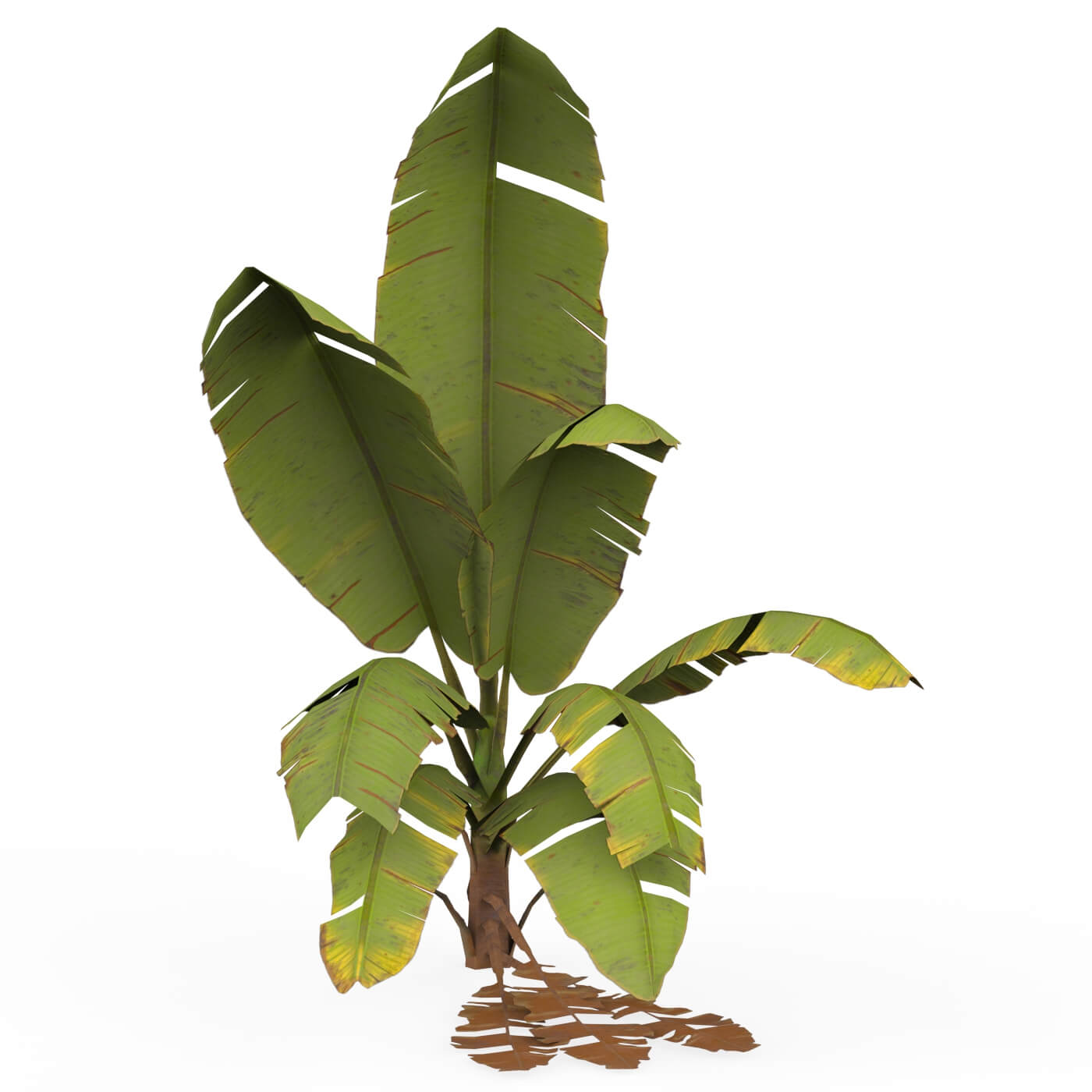 Banana Tree 07 - 3D Model by TreeWorld3d
