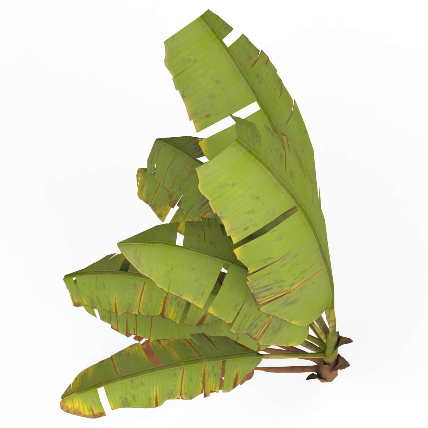 Banana Tree 07 - 3D Model by TreeWorld3d