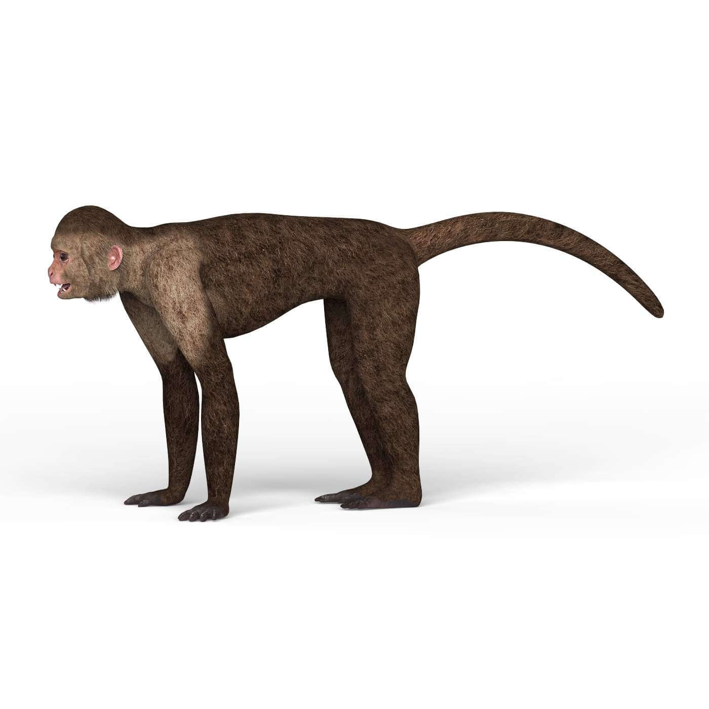 Capuchin Monkey - 3D Model by TreeWorld3d