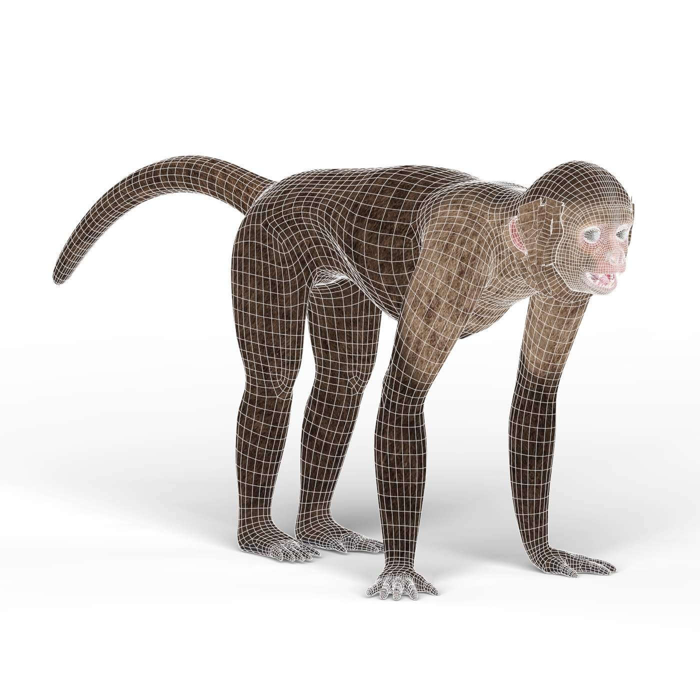 Capuchin Monkey - 3D Model by TreeWorld3d