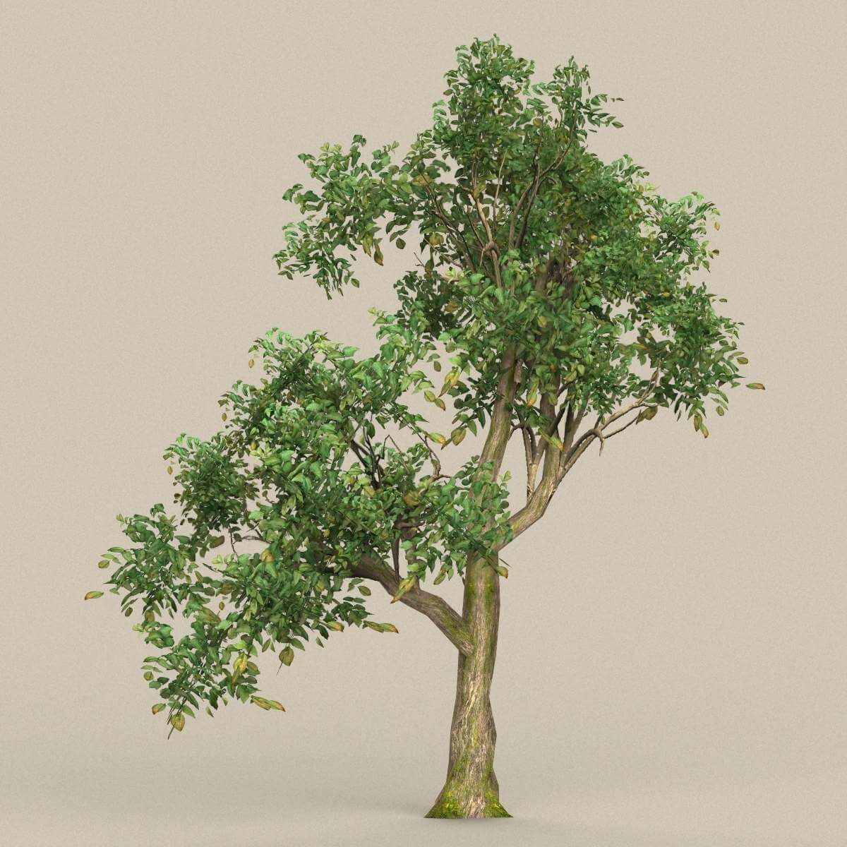 10 Tree Collection 02 - 3D Model by TreeWorld3d