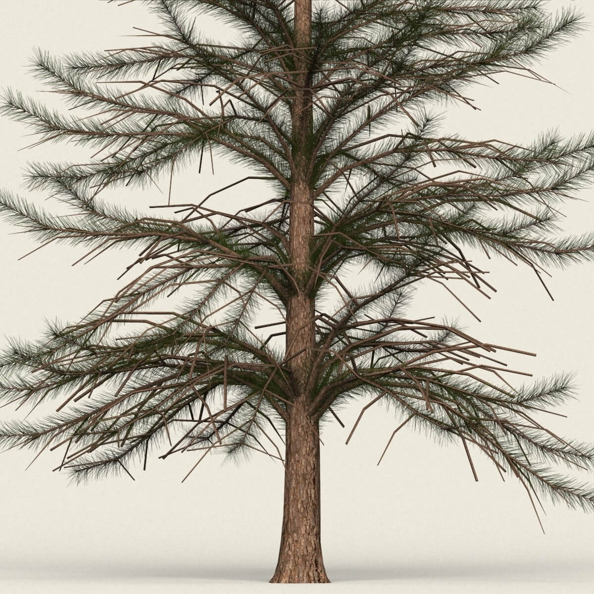 Conifer Tree 01 - 3D Model by TreeWorld3d
