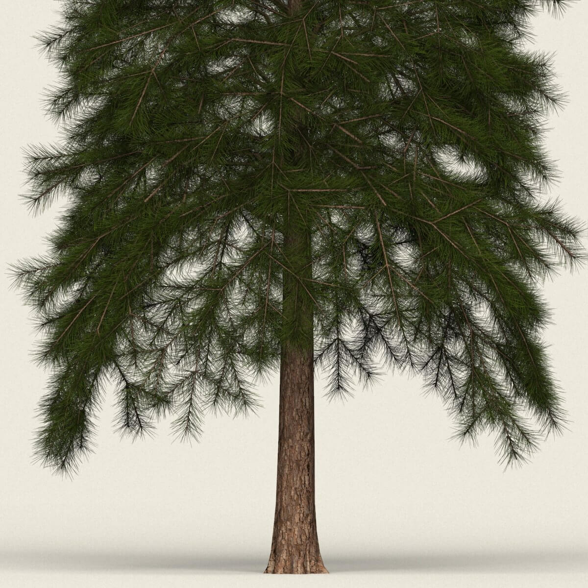 Conifer Tree 02 - 3D Model by TreeWorld3d