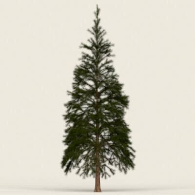 Conifer Tree 02 - 3D Model by TreeWorld3d