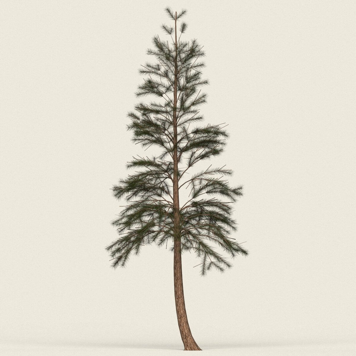 Conifer Tree 04 - 3D Model by TreeWorld3d