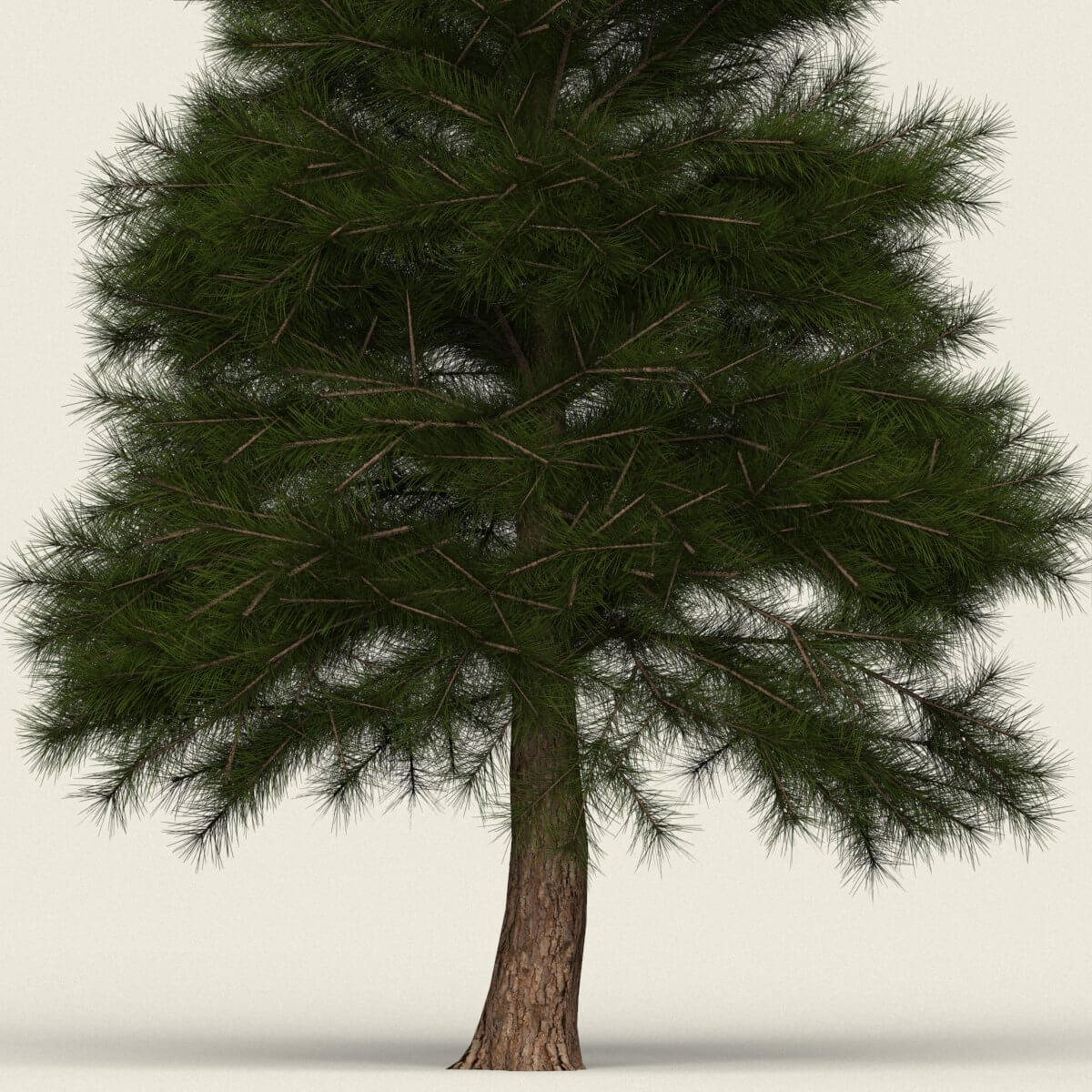 Conifer Tree 06 - 3D Model by TreeWorld3d