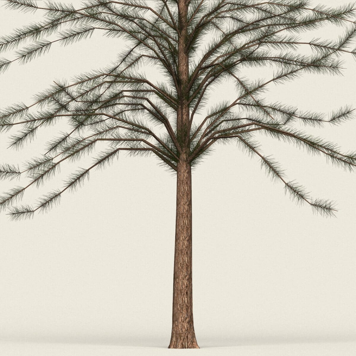 Conifer Tree 07 - 3D Model by TreeWorld3d