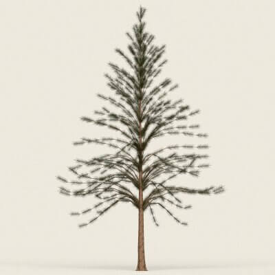 Conifer Tree 07 - 3D Model by TreeWorld3d