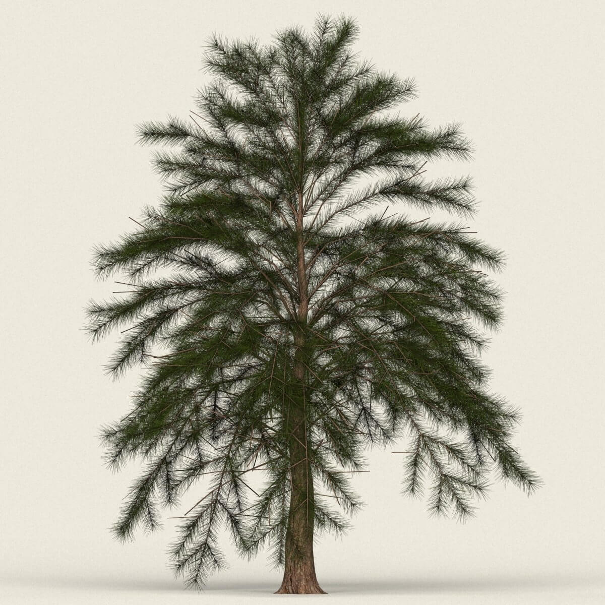Conifer Tree 08 - 3D Model by TreeWorld3d