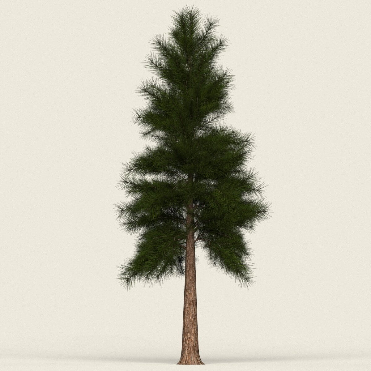 Conifer Tree 09 - 3D Model by TreeWorld3d