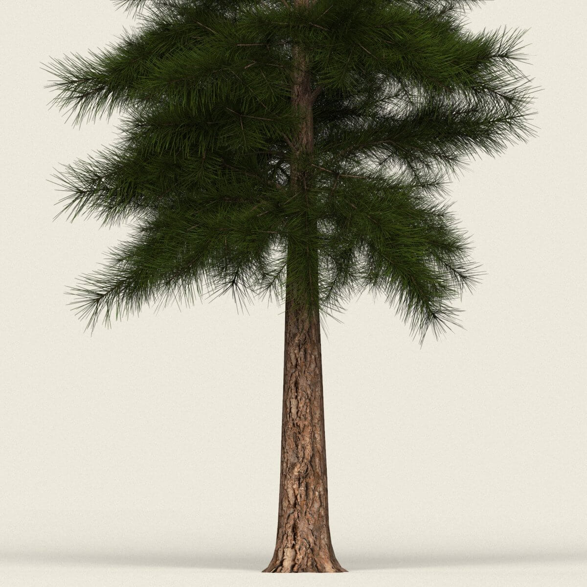 Conifer Tree 09 - 3D Model by TreeWorld3d