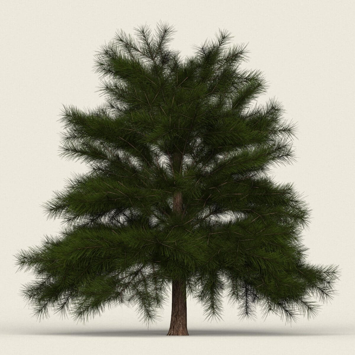 Conifer Tree 10 - 3D Model by TreeWorld3d