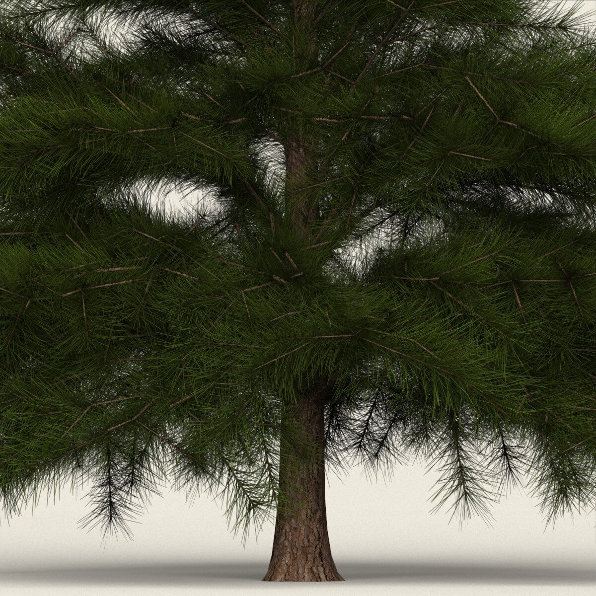 Conifer Tree 10 - 3D Model by TreeWorld3d