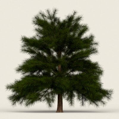 Conifer Tree 10 - 3D Model by TreeWorld3d