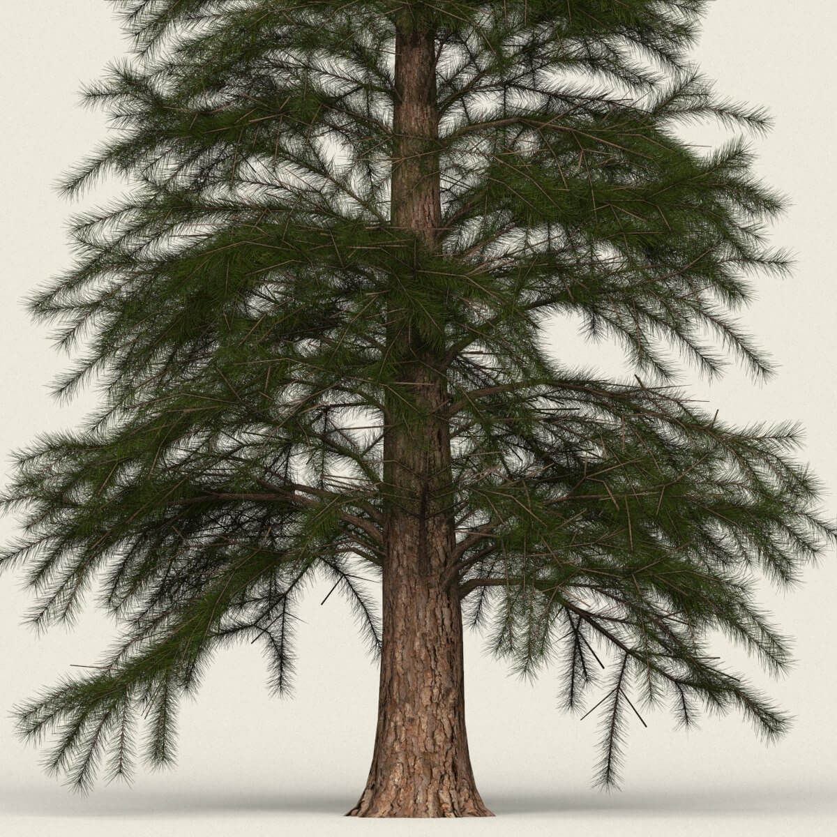 Conifer Tree 12 - 3D Model by TreeWorld3d