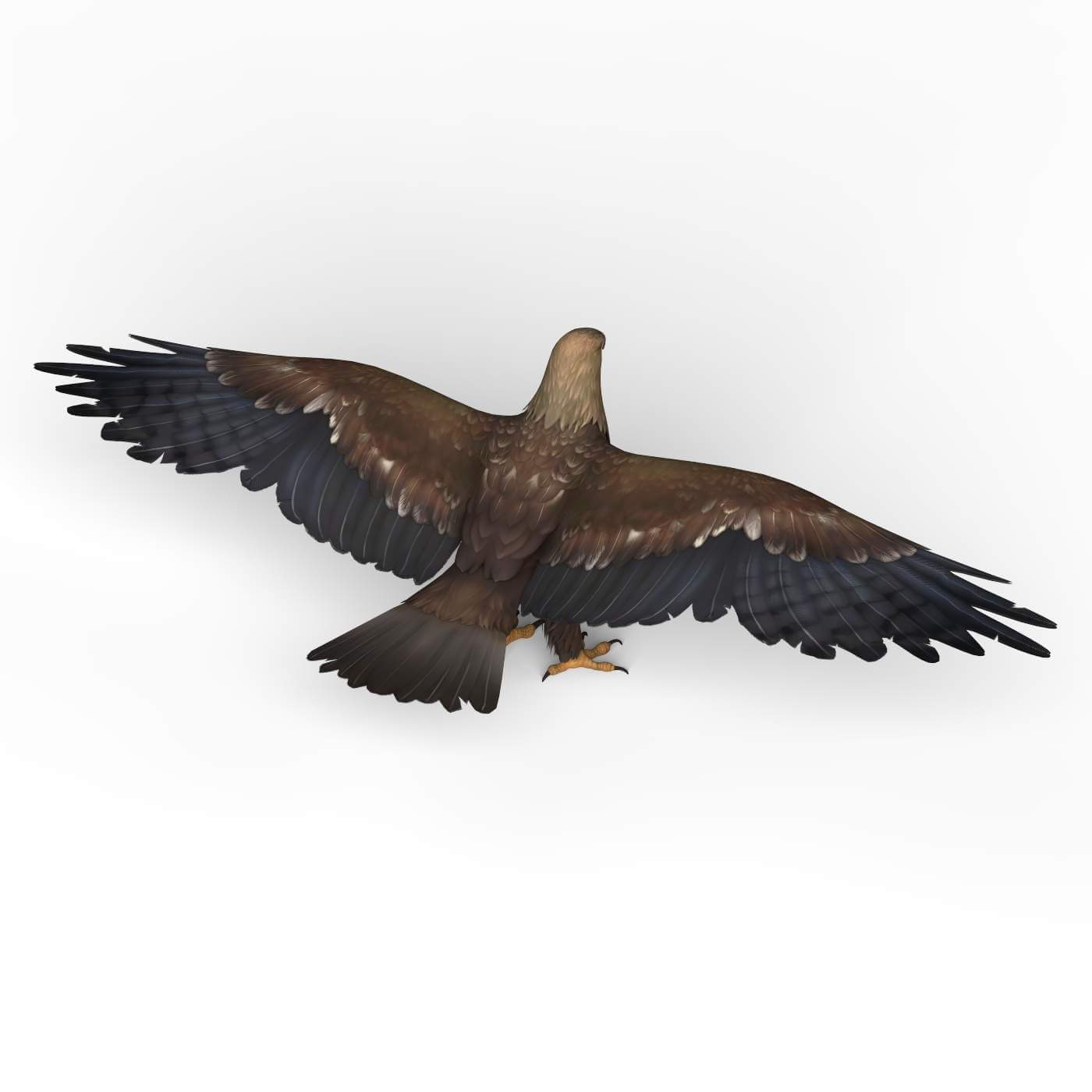 Eagle - 3D Model by TreeWorld3d