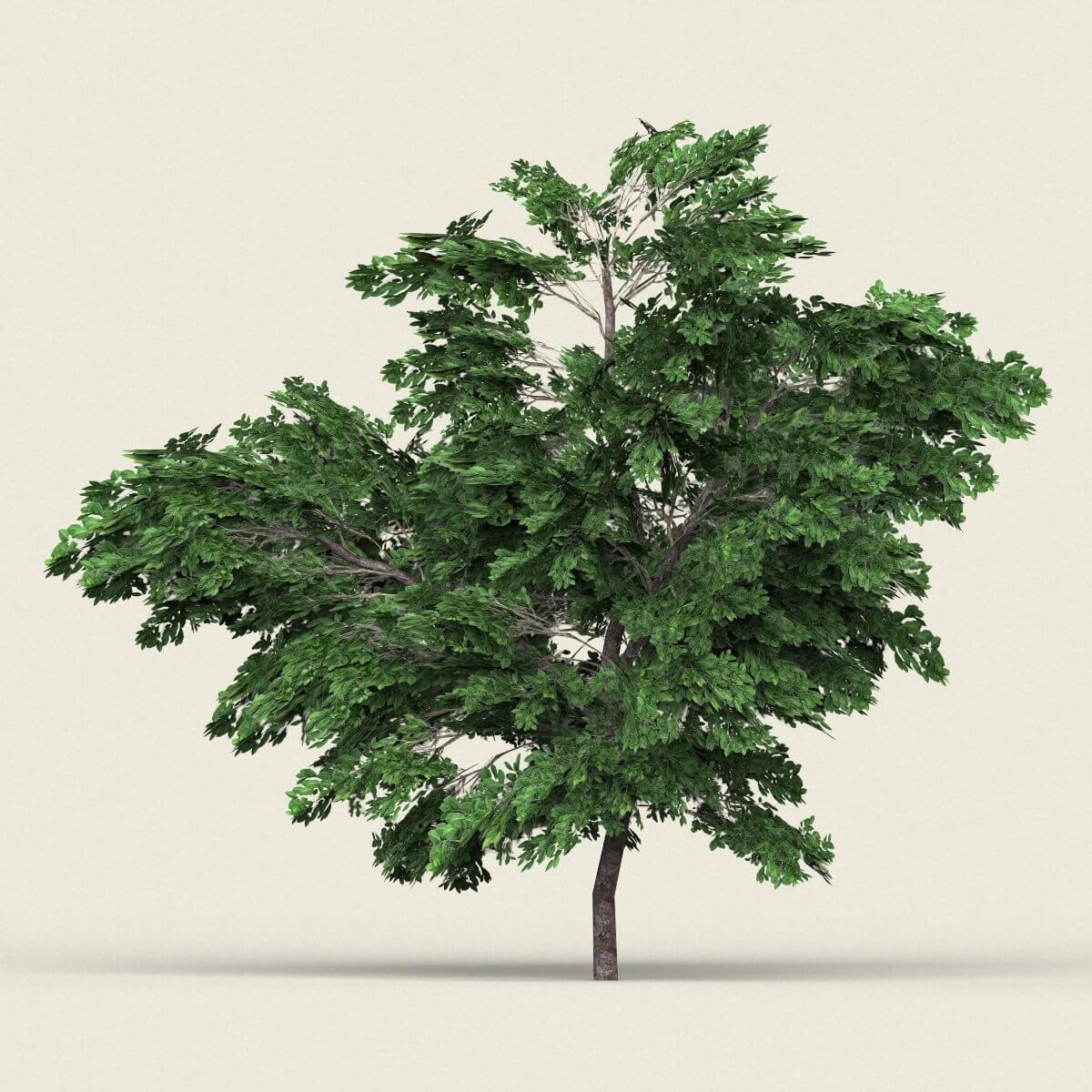 Forest Tree 01 - 3D Model by TreeWorld3d