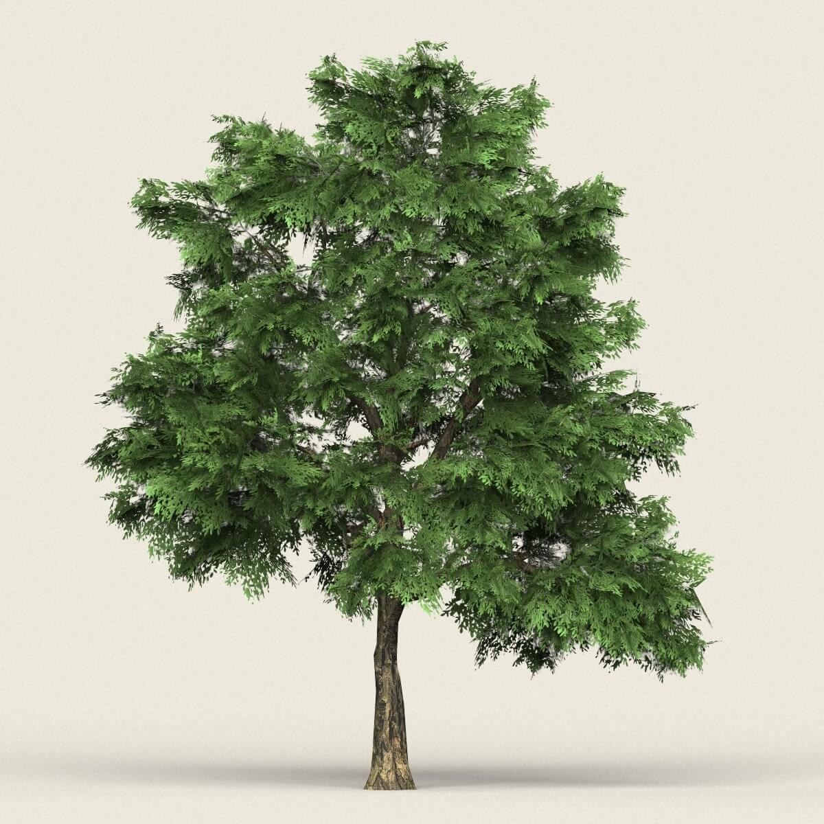 Forest Tree 03 - 3D Model by TreeWorld3d