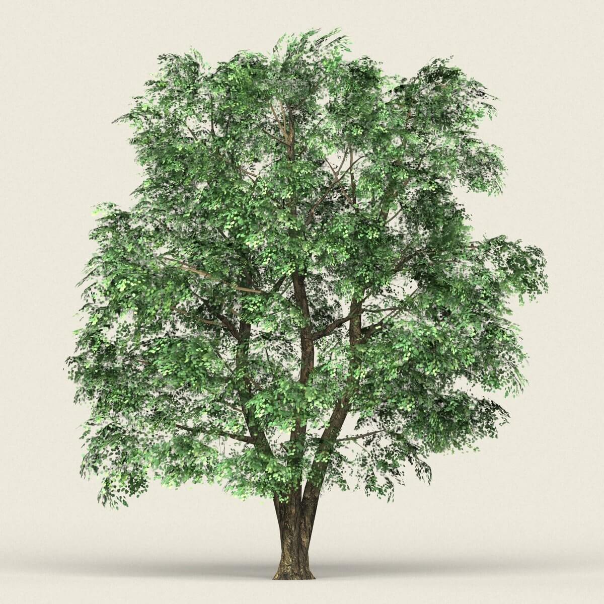 Forest Tree 07 - 3D Model by TreeWorld3d