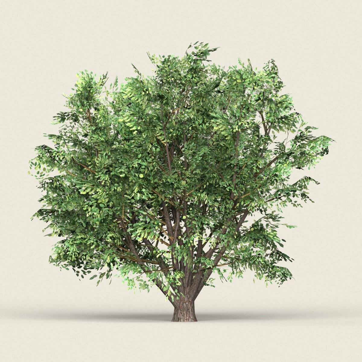 Forest Tree 11 - 3D Model by TreeWorld3d