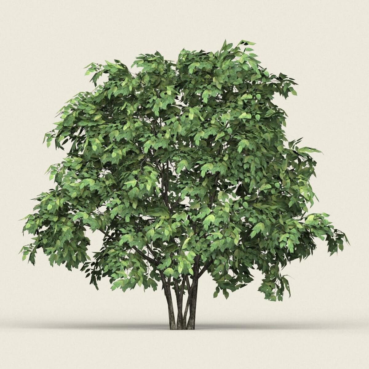 Forest Tree 13 - 3D Model by TreeWorld3d