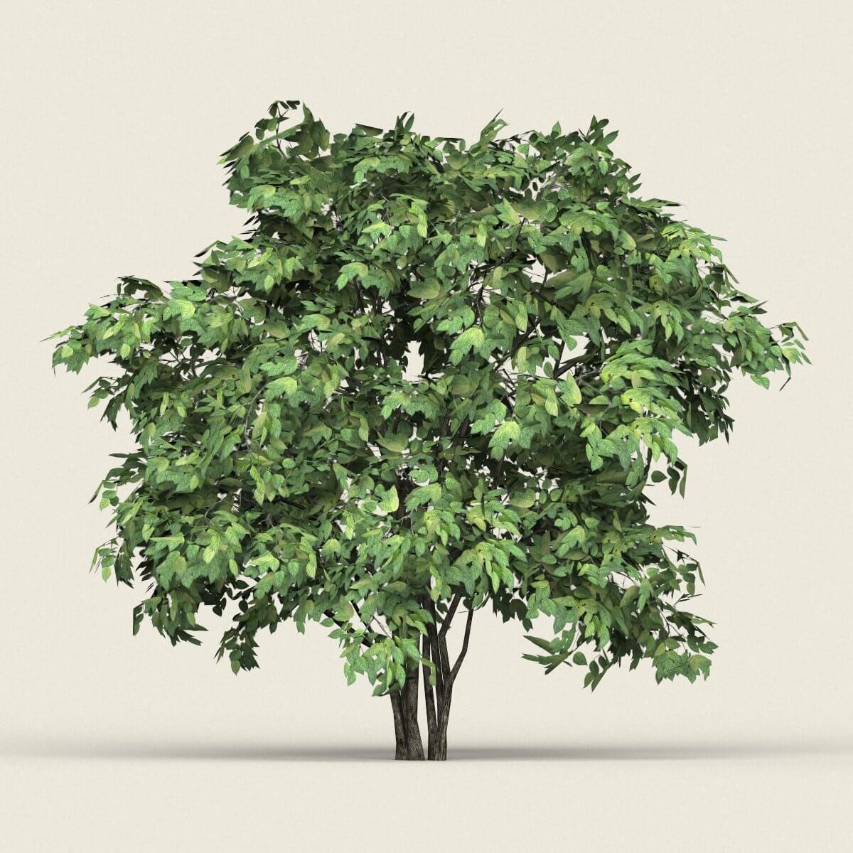Forest Tree 13 - 3D Model by TreeWorld3d