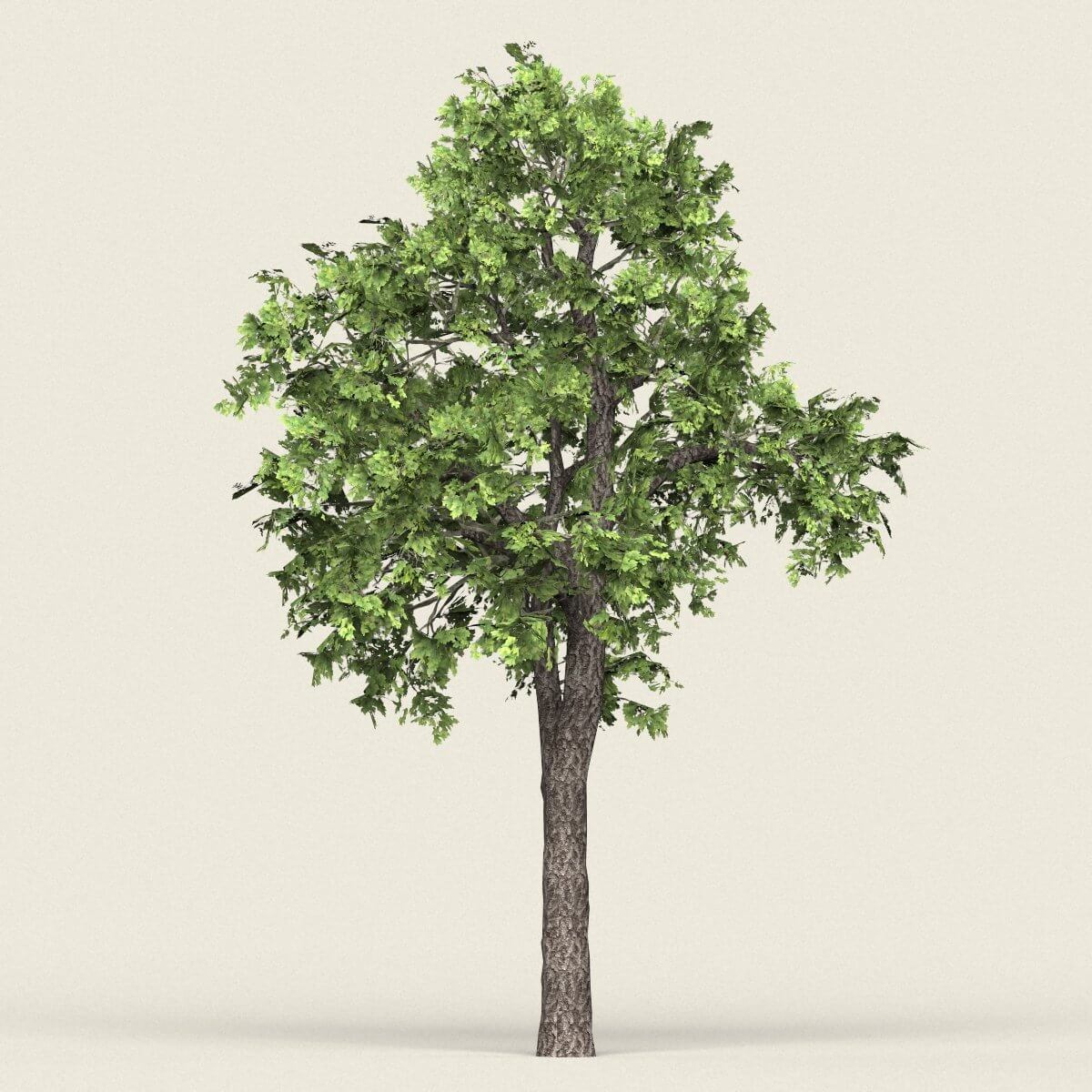 Forest Tree 16 - 3D Model by TreeWorld3d