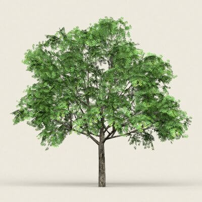 Forest Tree 17 - 3D Model by TreeWorld3d
