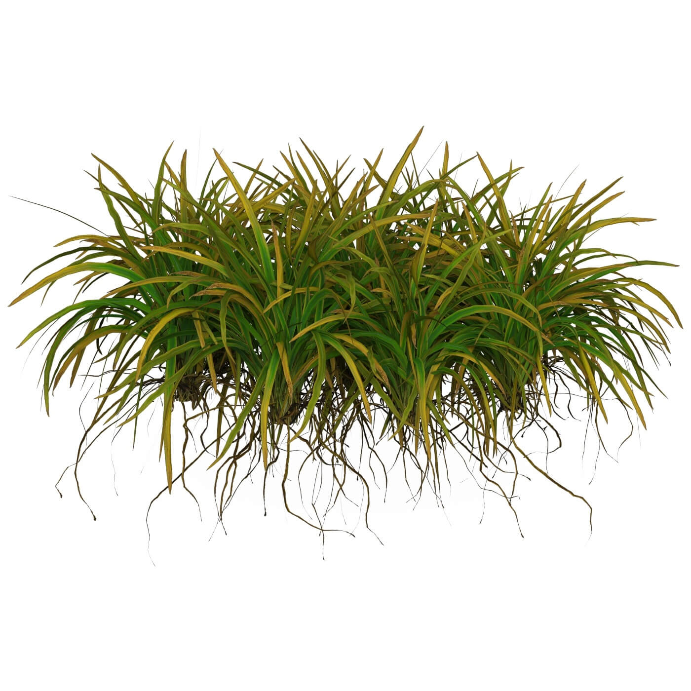 Game Ready Grass 03 - 3D Model by TreeWorld3d