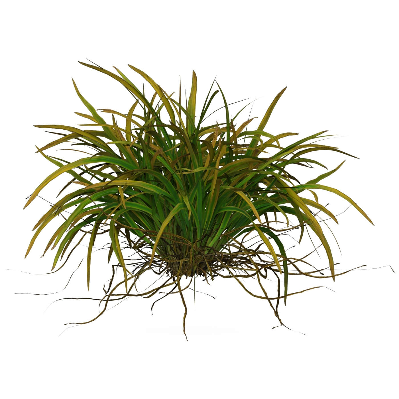 Game Ready Grass 04 - 3D Model by TreeWorld3d