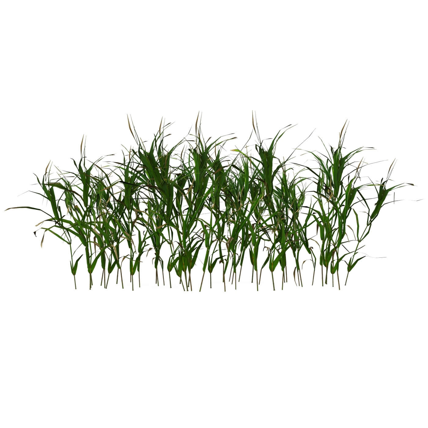 Game Ready Grass 06 - 3D Model by TreeWorld3d
