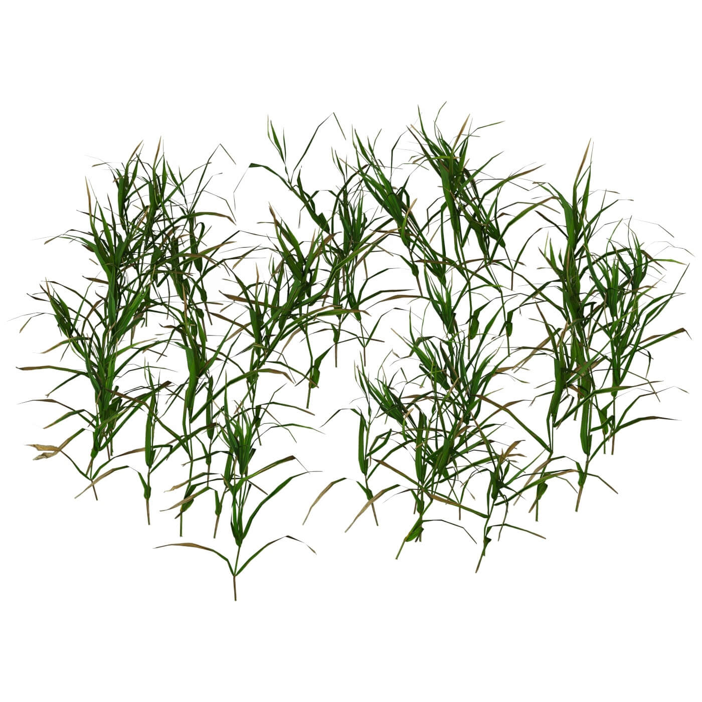 Game Ready Grass 06 - 3D Model by TreeWorld3d