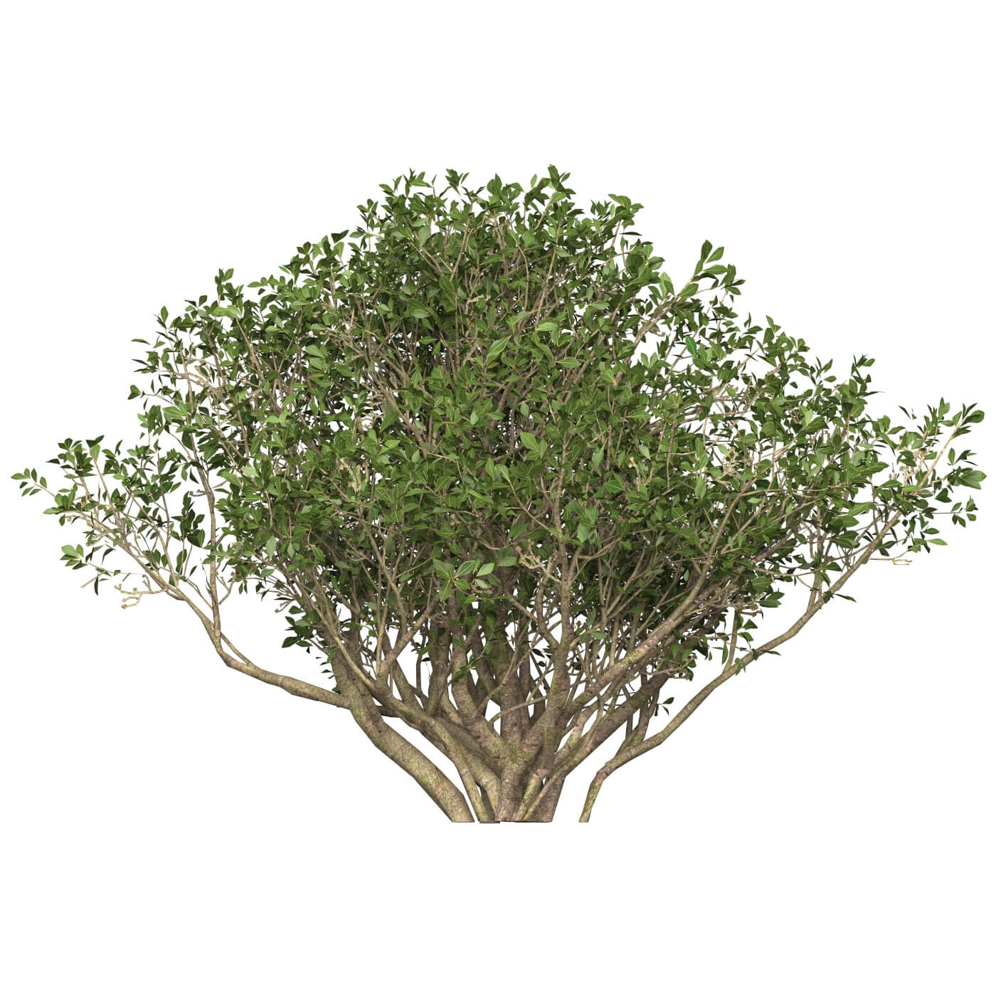Game Ready Plant Bush 02 - 3D Model by TreeWorld3d