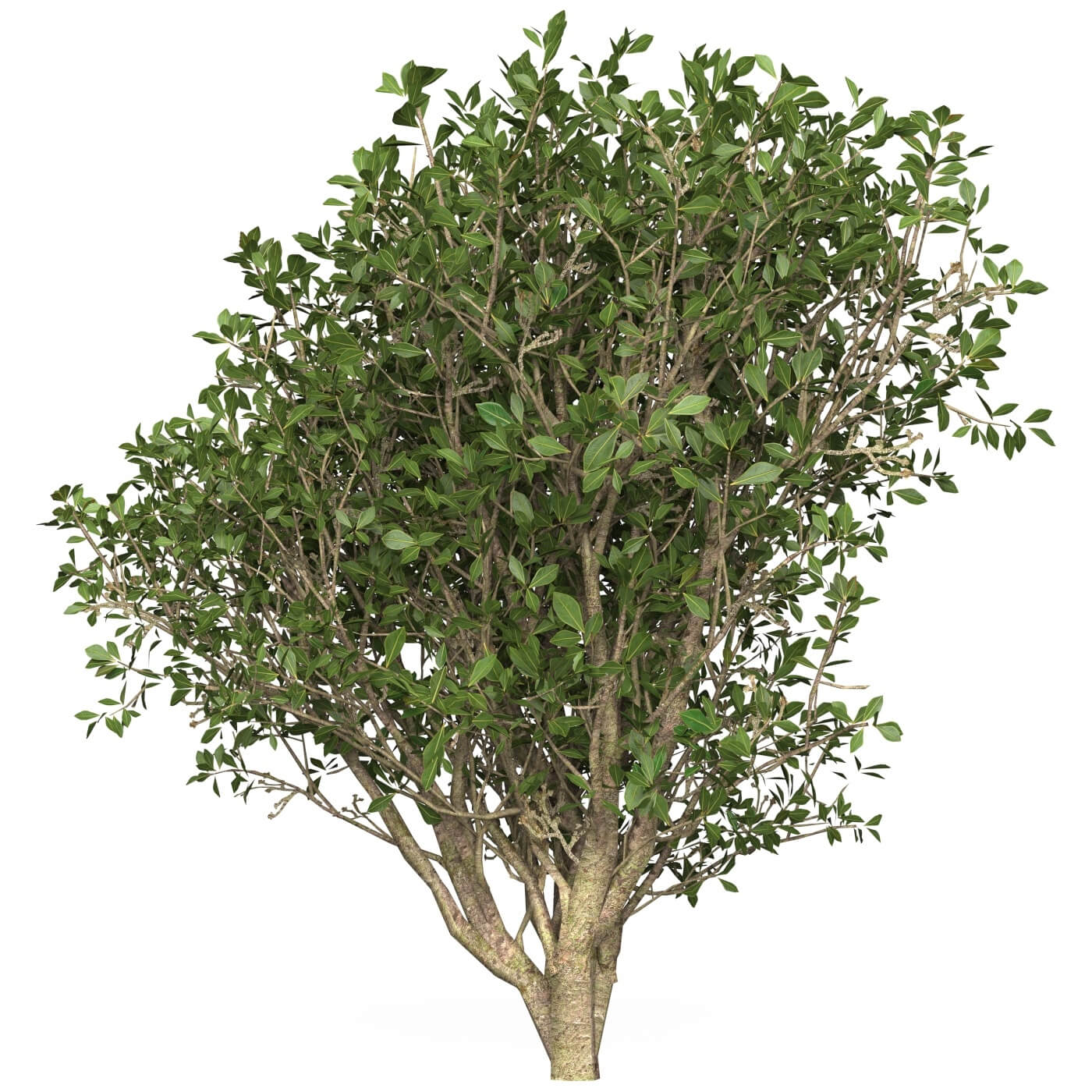 Game Ready Plant Bush 03 - 3D Model by TreeWorld3d