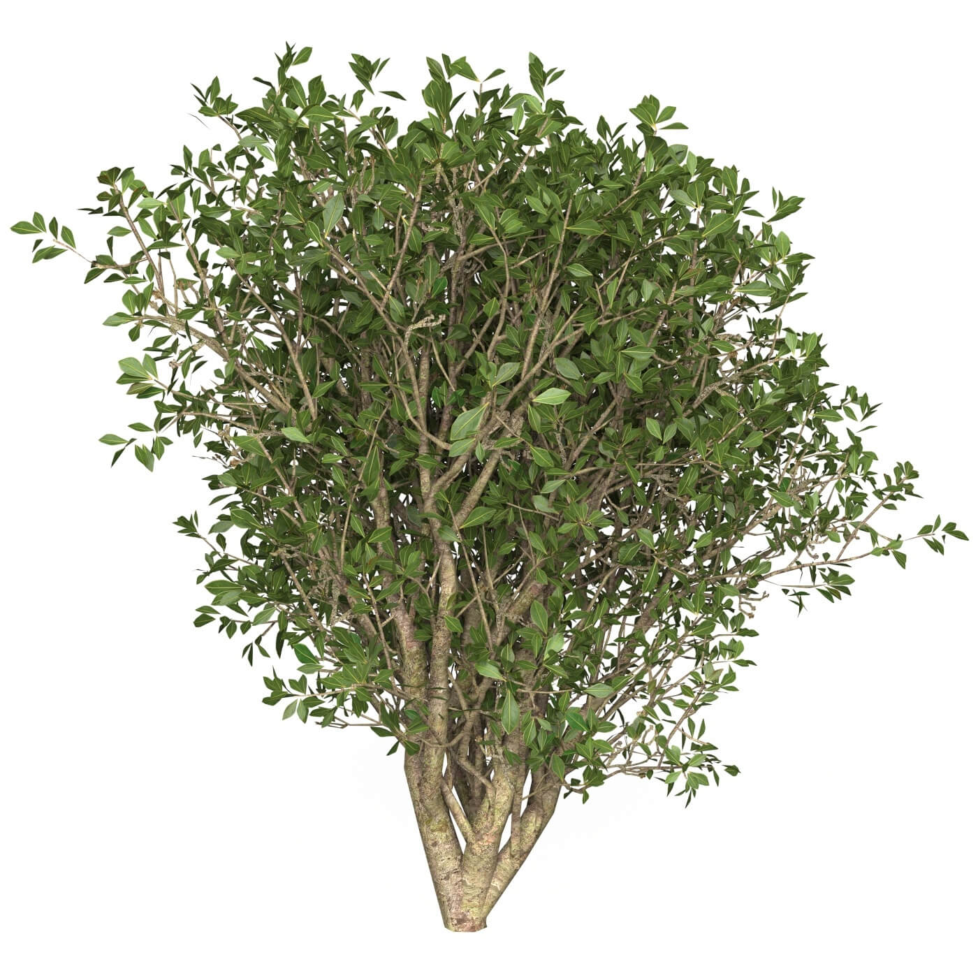 Game Ready Plant Bush 03 - 3D Model by TreeWorld3d