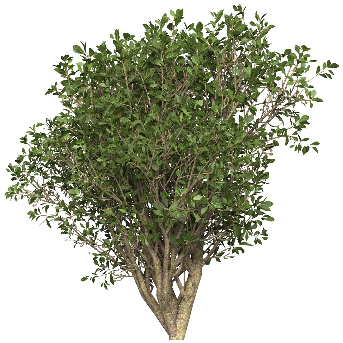 Game Ready Plant Bush 03 - 3D Model by TreeWorld3d