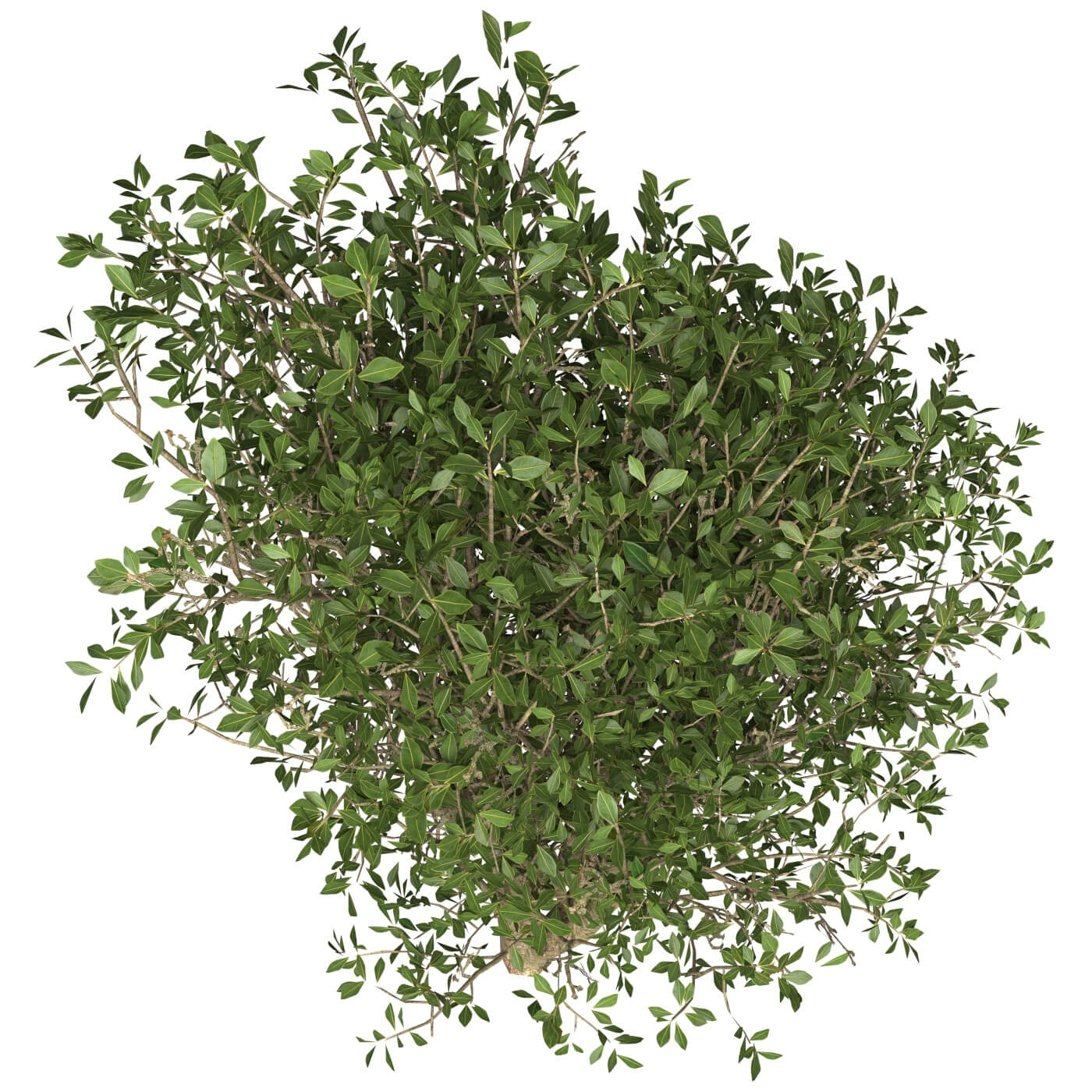 Game Ready Plant Bush 03 - 3D Model by TreeWorld3d