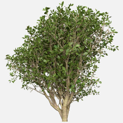 Game Ready Plant Bush 03 - 3D Model by TreeWorld3d