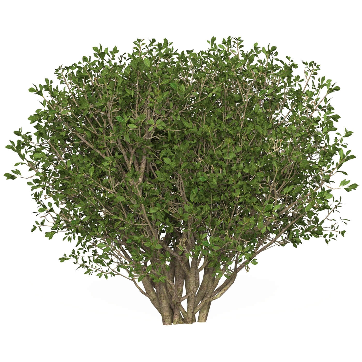 Game Ready Plant Bush 04 - 3D Model by TreeWorld3d