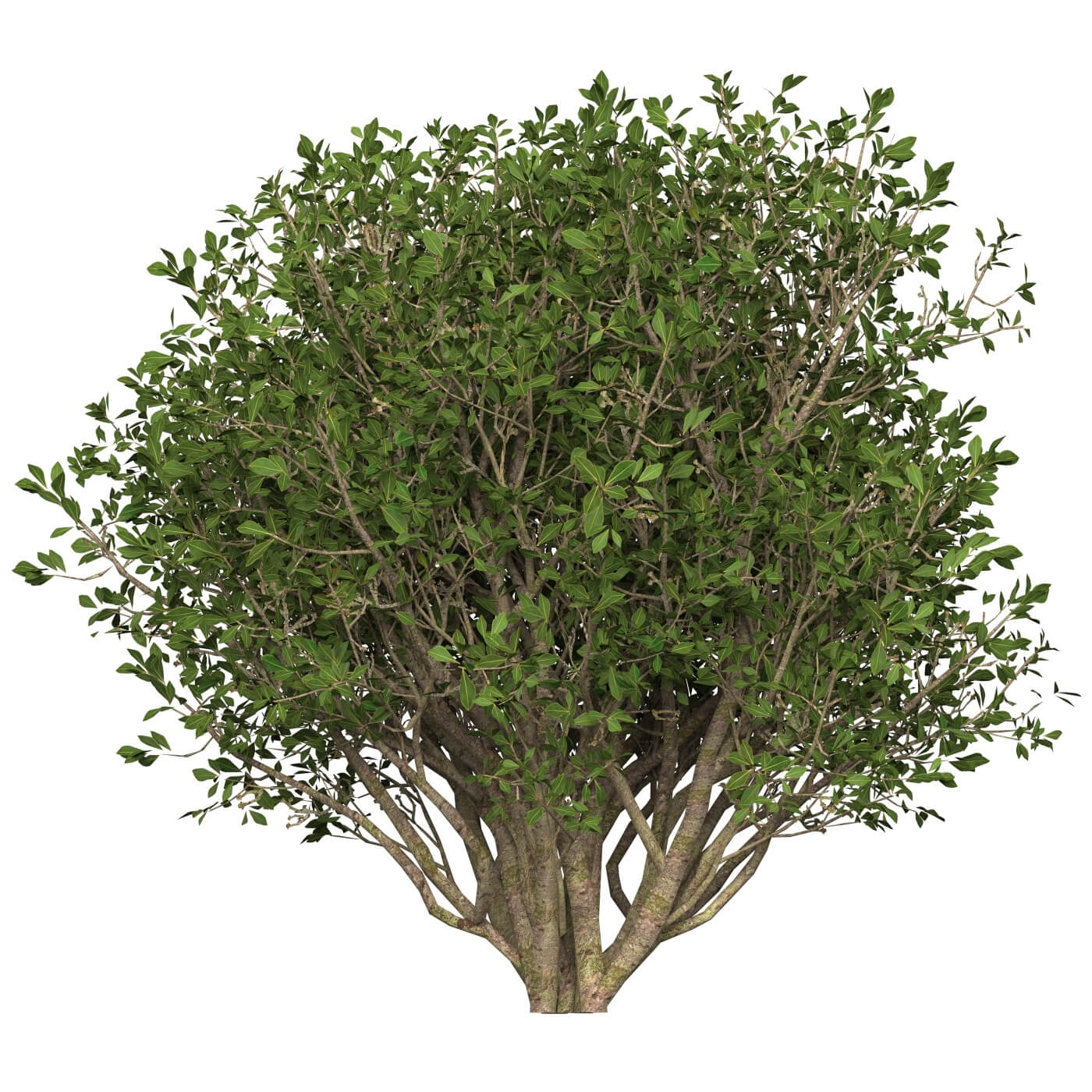 Game Ready Plant Bush 04 - 3D Model by TreeWorld3d