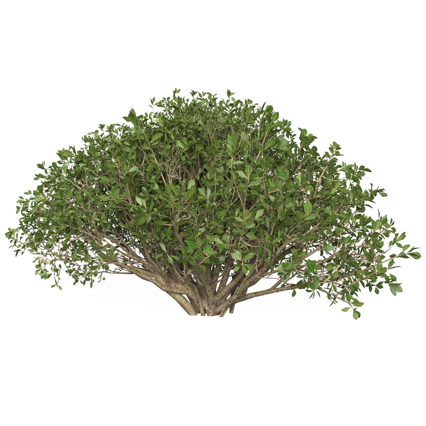 Game Ready Plant Bush 05 - 3D Model by TreeWorld3d