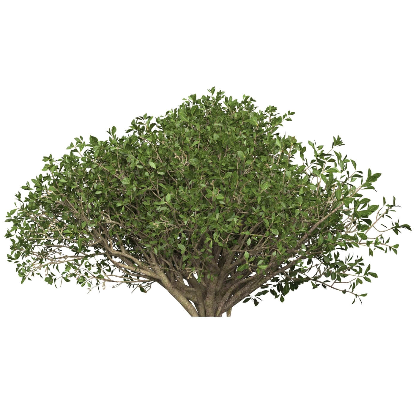 Game Ready Plant Bush 05 - 3D Model by TreeWorld3d