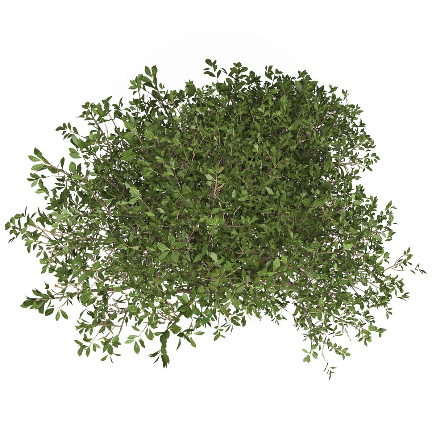 Game Ready Plant Bush 05 - 3D Model by TreeWorld3d