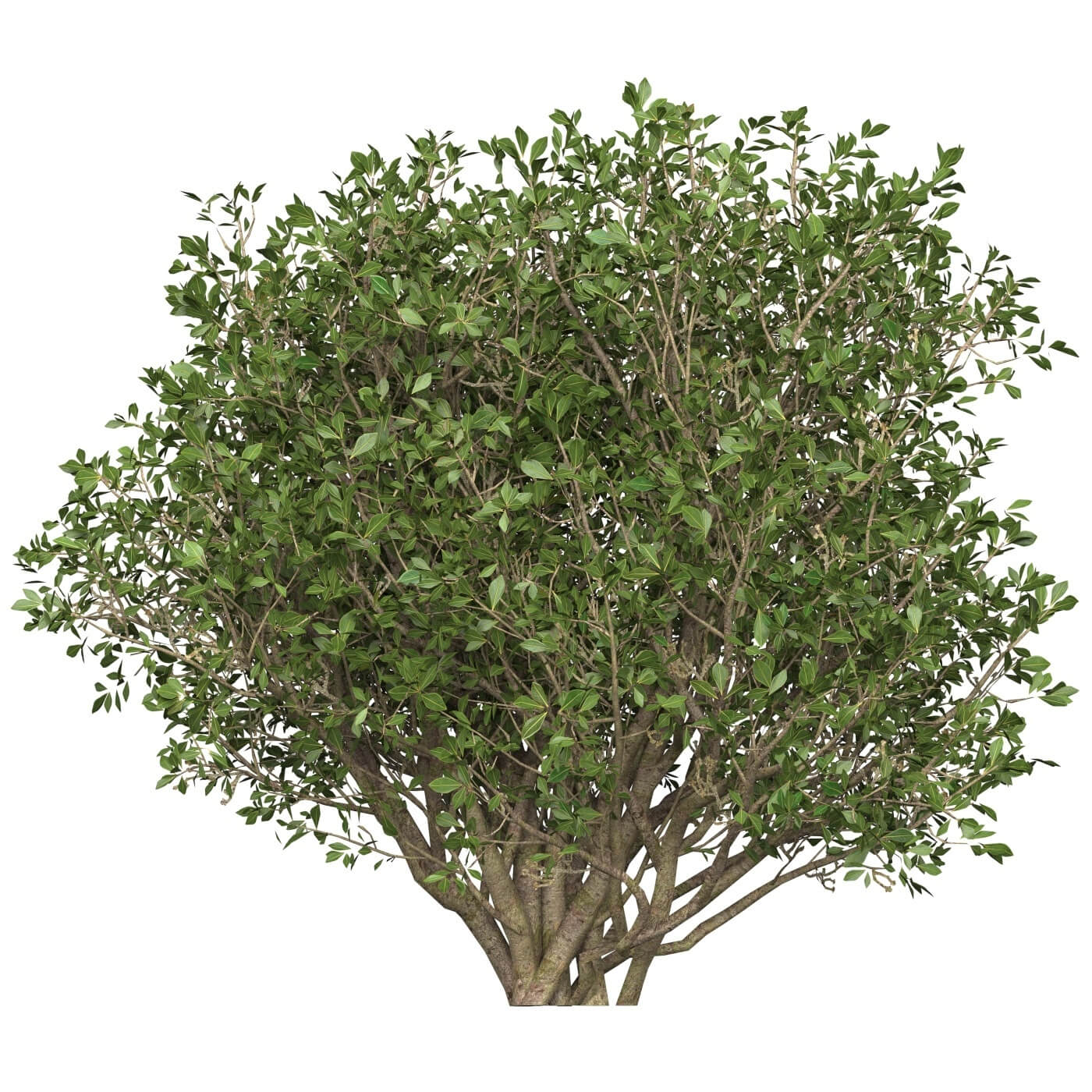 Game Ready Plant Bush 06 - 3D Model by TreeWorld3d