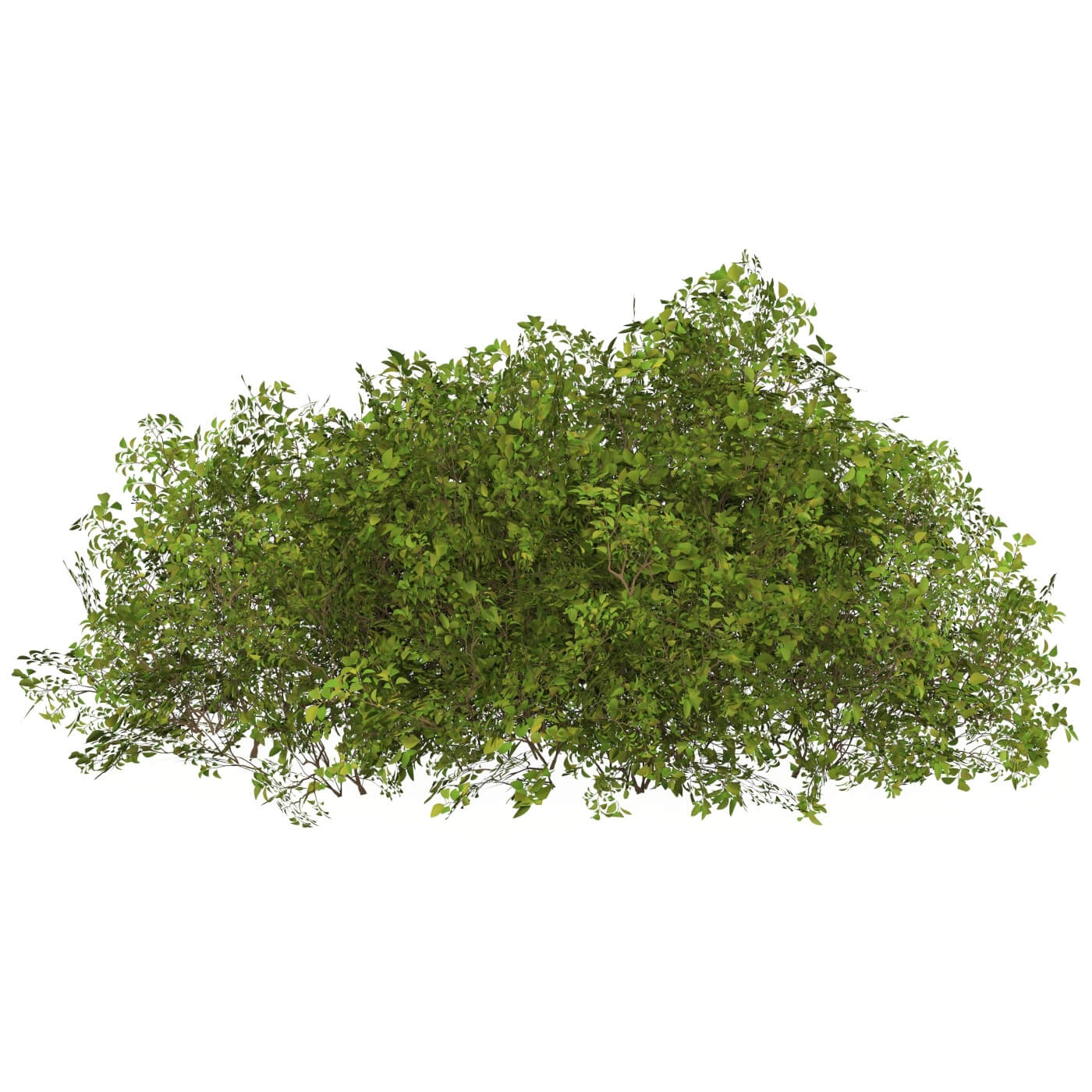 Game Ready Plant Bush 08 - 3D Model by TreeWorld3d