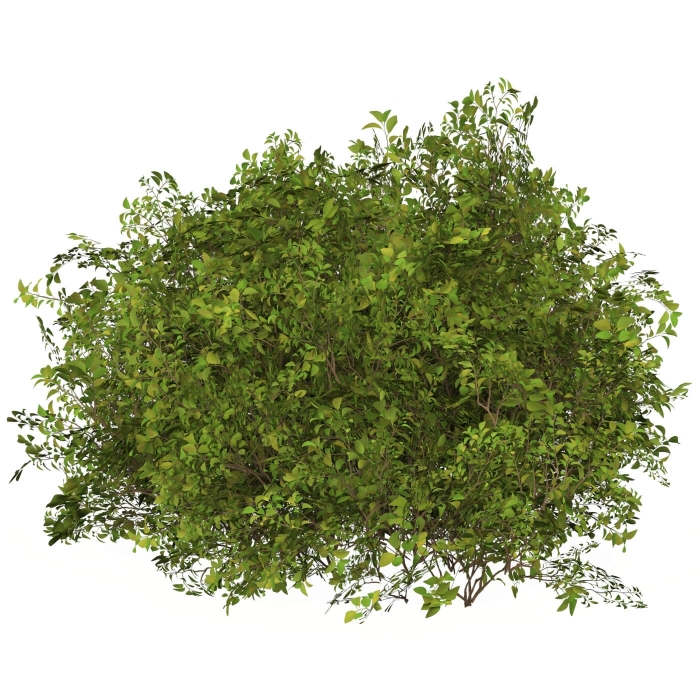 Game Ready Plant Bush 08 - 3D Model by TreeWorld3d