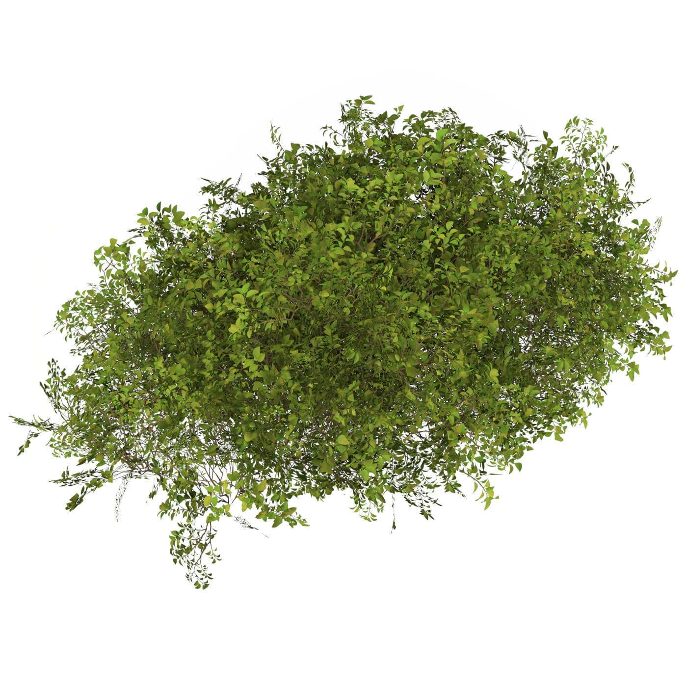 Game Ready Plant Bush 08 - 3D Model by TreeWorld3d