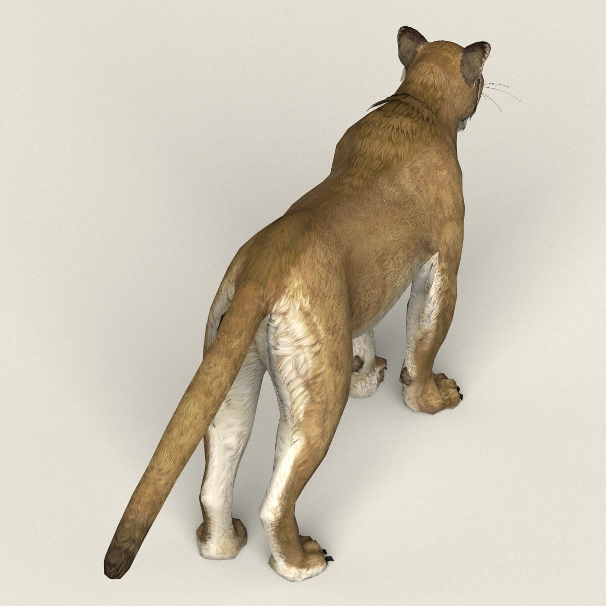 Puma - 3D Model by TreeWorld3d