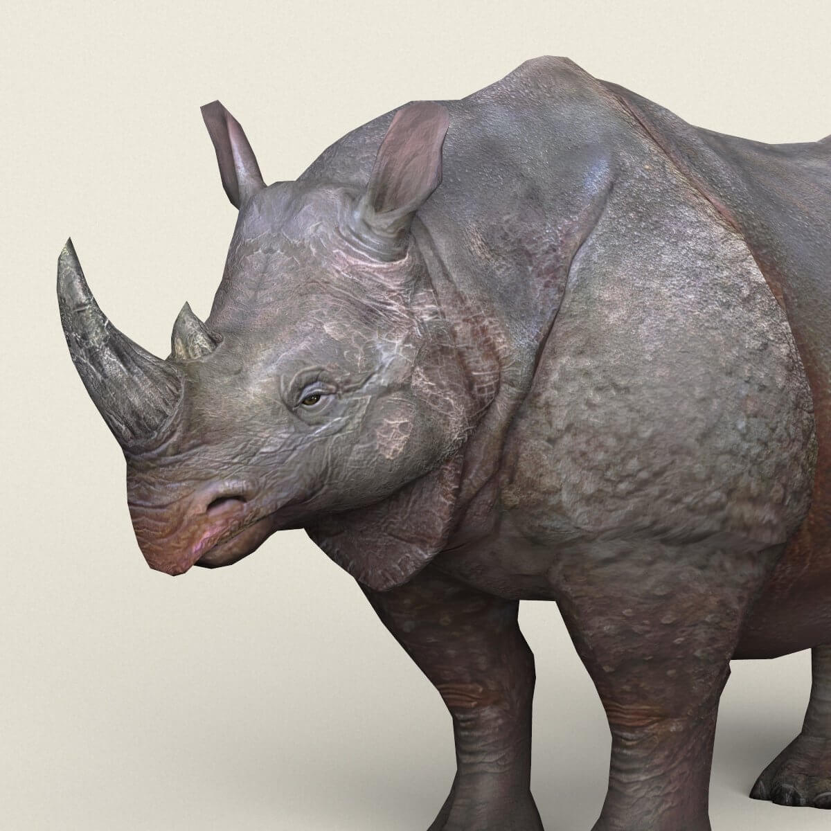 Rhinoceros - 3D Model by TreeWorld3d