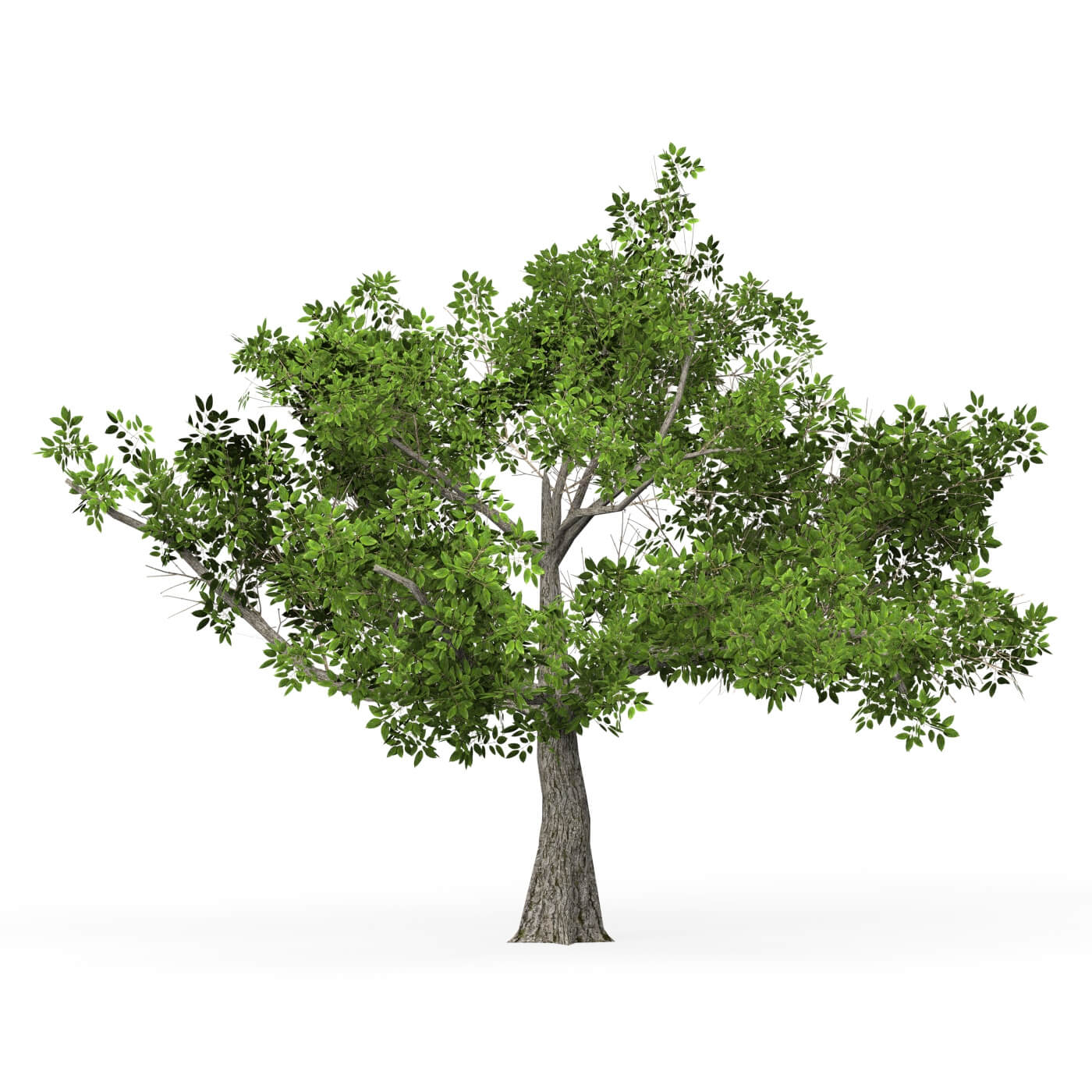 Game Ready Tree 01 - 3D Model by TreeWorld3d